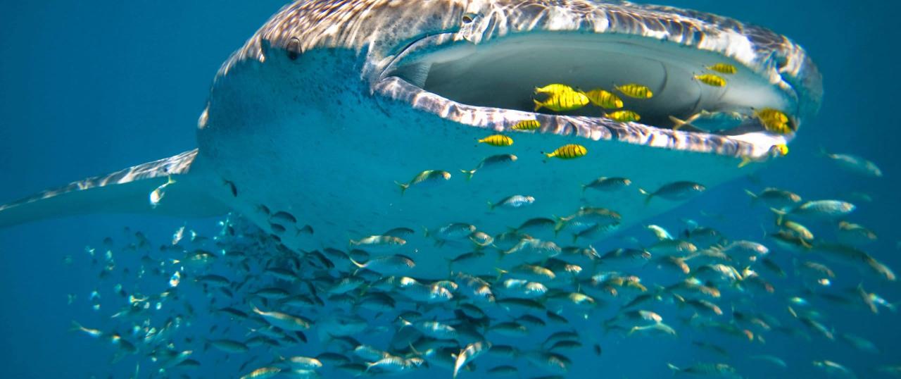 Whale Shark Overland Tour – We Wander Experiences